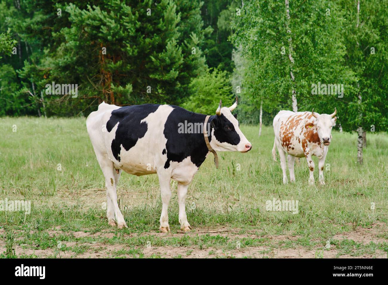 The dairy cows, an essential farm animal, roam the pasture, eating ...