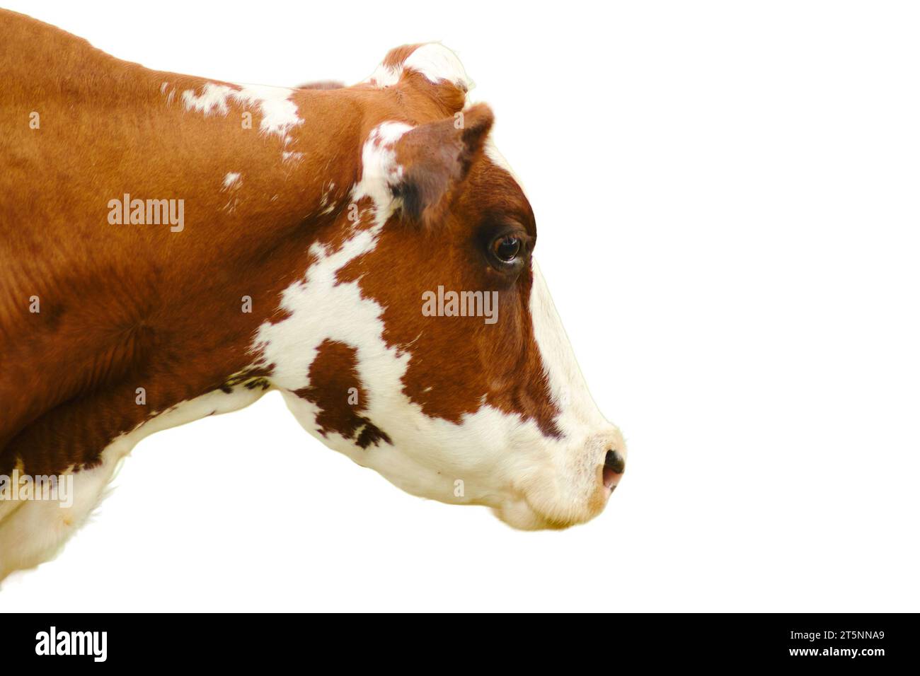 The brown cow feeds on the fresh grass in the meadow, a typical scene ...