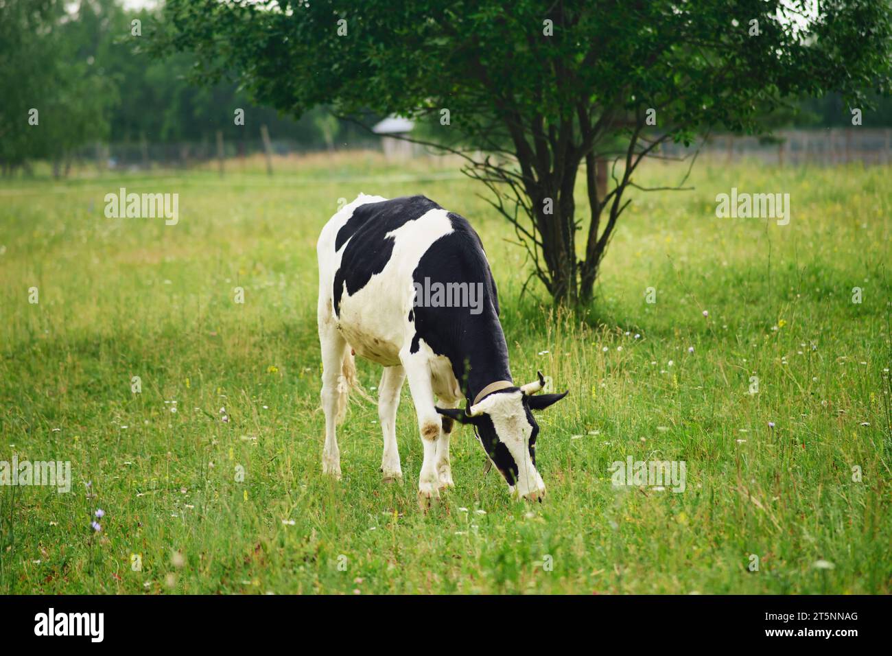 Cow on the farm are bred and raised with care and respect for their ...