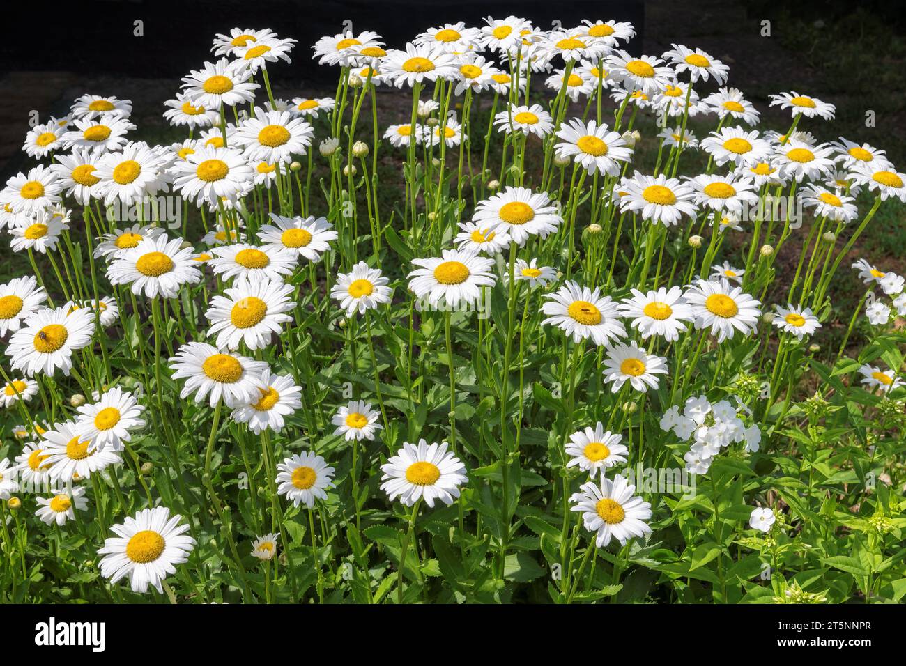 White chamomiles on green grass background. Wild daisy flowers growing ...