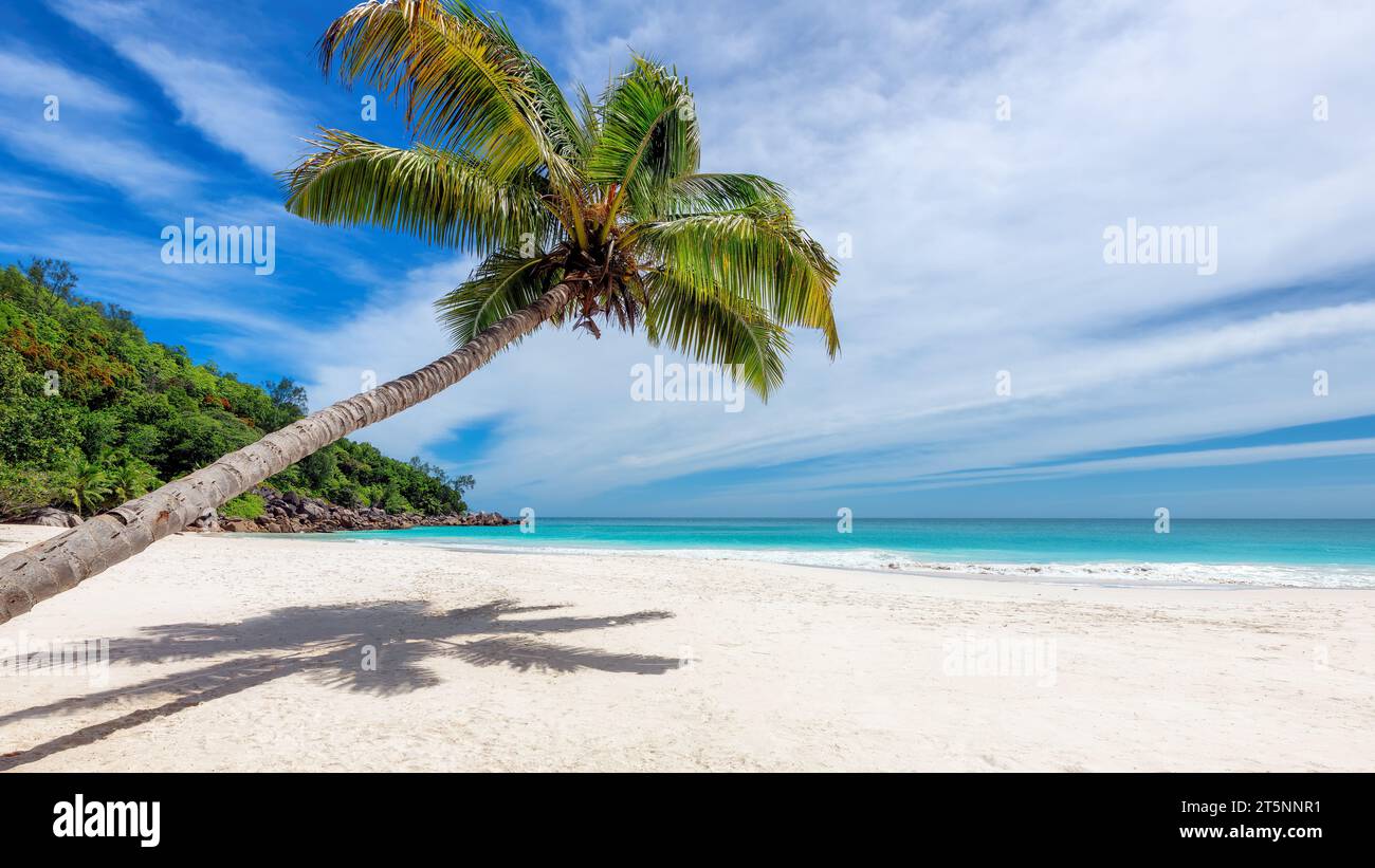 Palm trees in white sand on tropical Anse Georgette Beach, Praslin ...