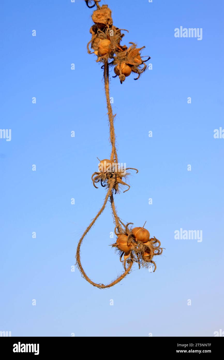 Wild plant seeds, closeup of photo Stock Photo - Alamy