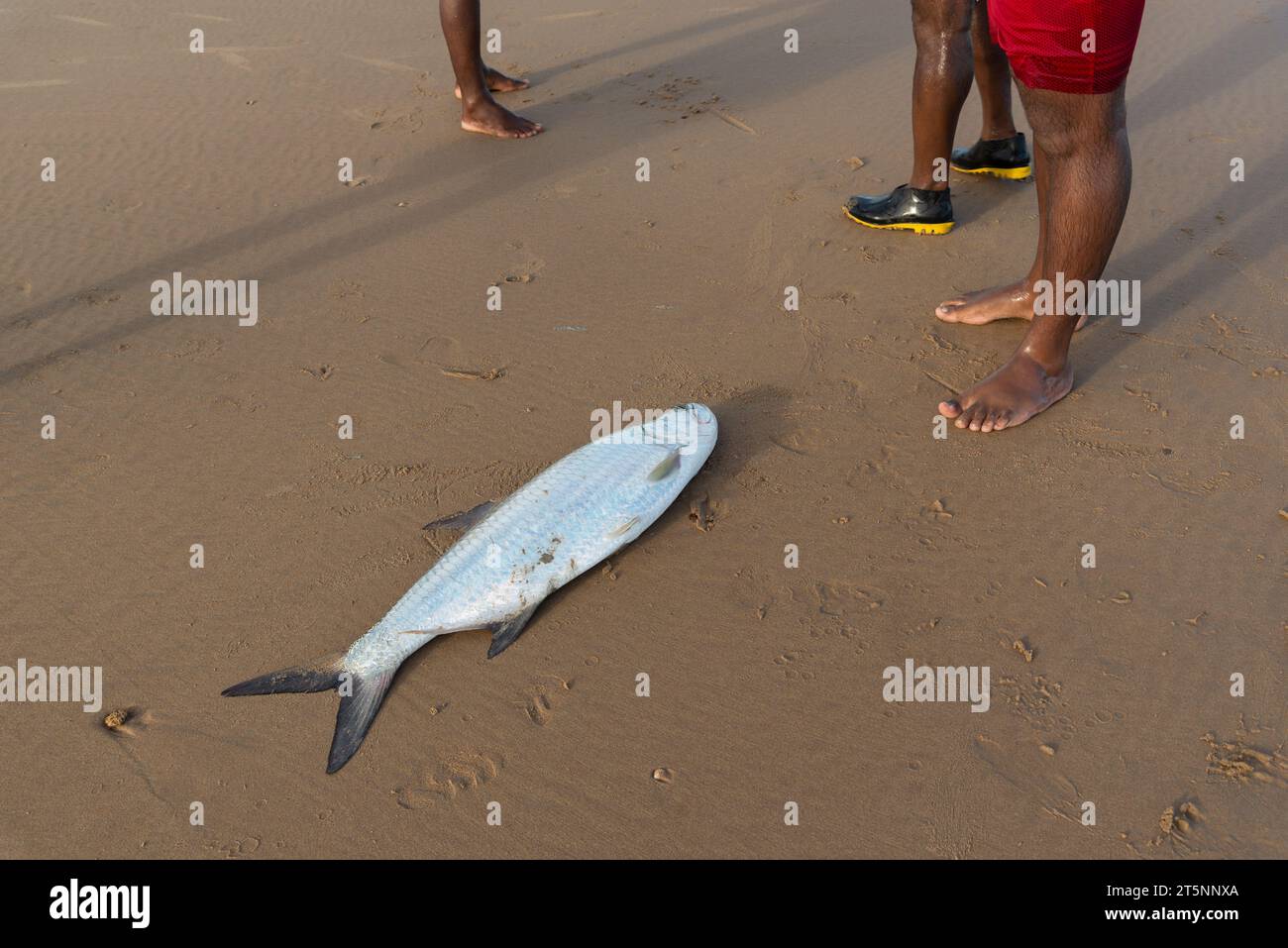 Salvador, Bahia, Brazil - April 26, 2019: Tarpon fish, megalops ...
