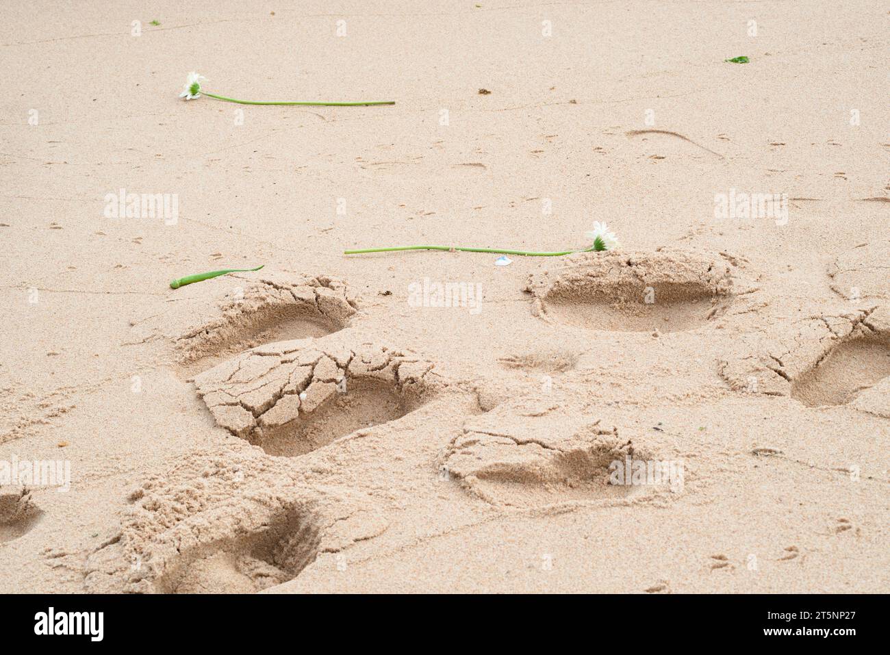 Flowers and footprints in the beach sand. Romantic photo Stock Photo ...