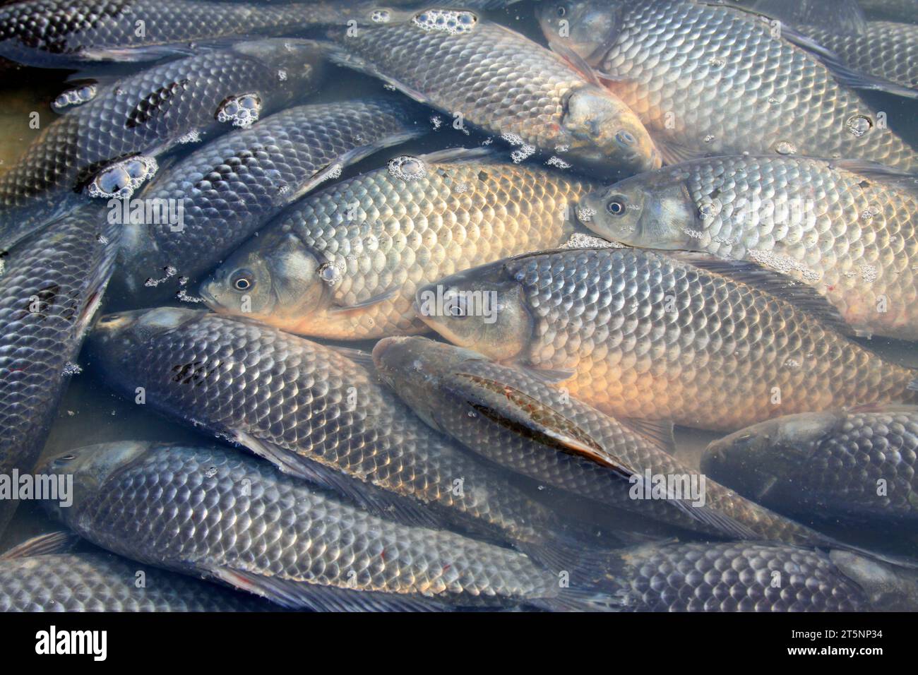 Crucian carp eyes hi-res stock photography and images - Alamy