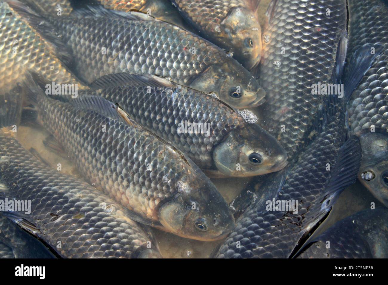 Crucian carp eyes hi-res stock photography and images - Alamy