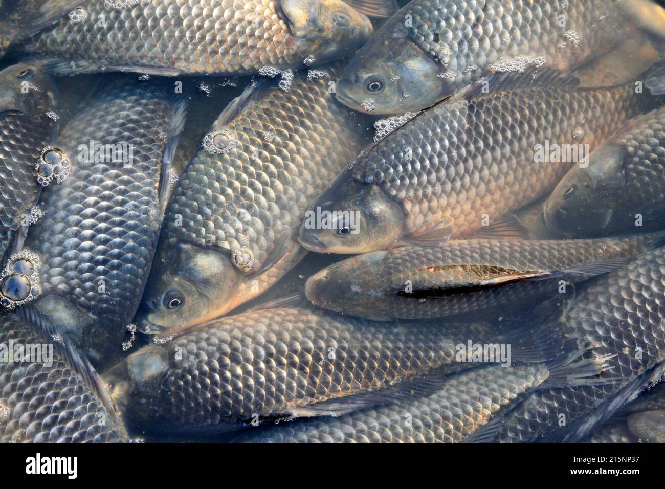 Crucian carp eyes hi-res stock photography and images - Alamy