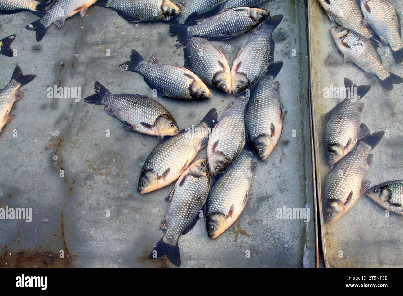 Crucian carp eyes hi-res stock photography and images - Alamy