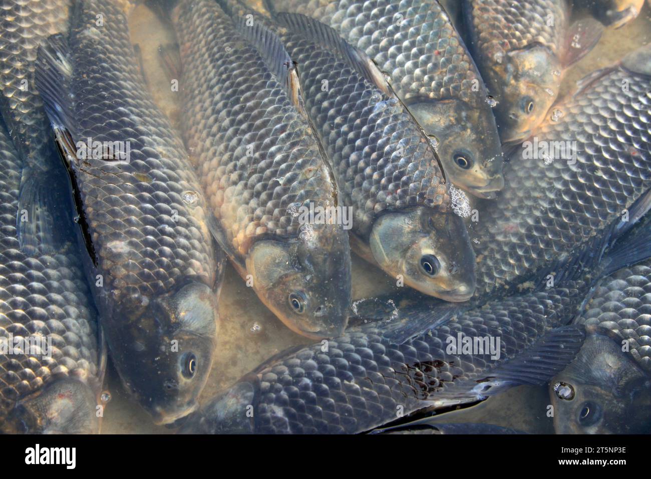 Crucian carp eyes hi-res stock photography and images - Alamy