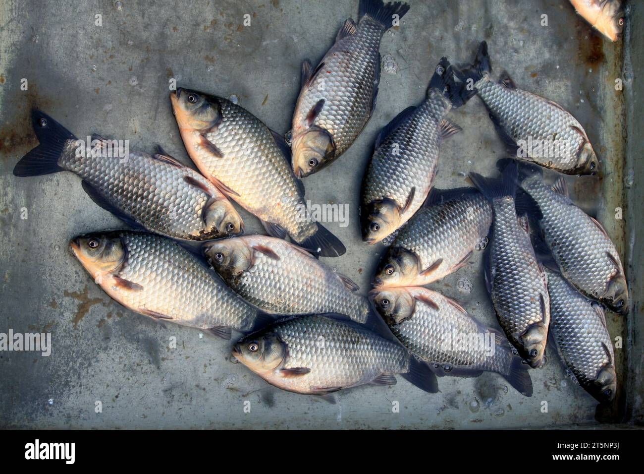 Crucian carp eyes hi-res stock photography and images - Alamy