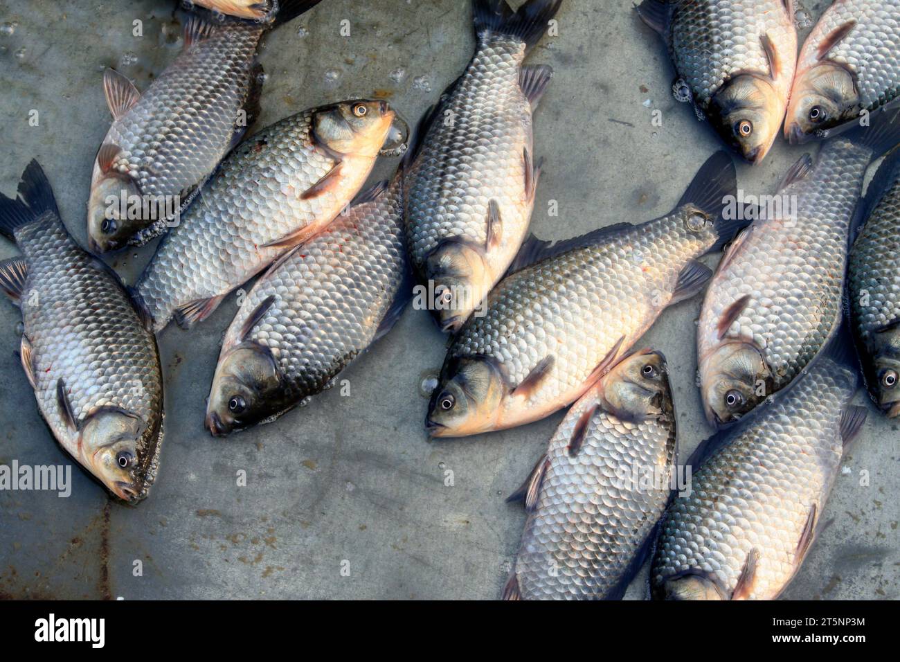Crucian carp eyes hi-res stock photography and images - Alamy