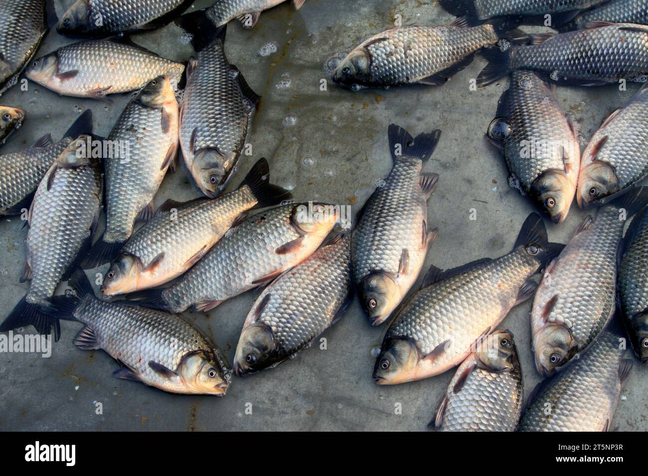 Crucian carp eyes hi-res stock photography and images - Alamy