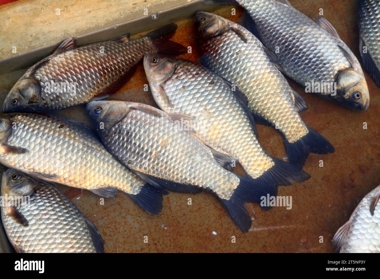 Crucian carp eyes hi-res stock photography and images - Alamy