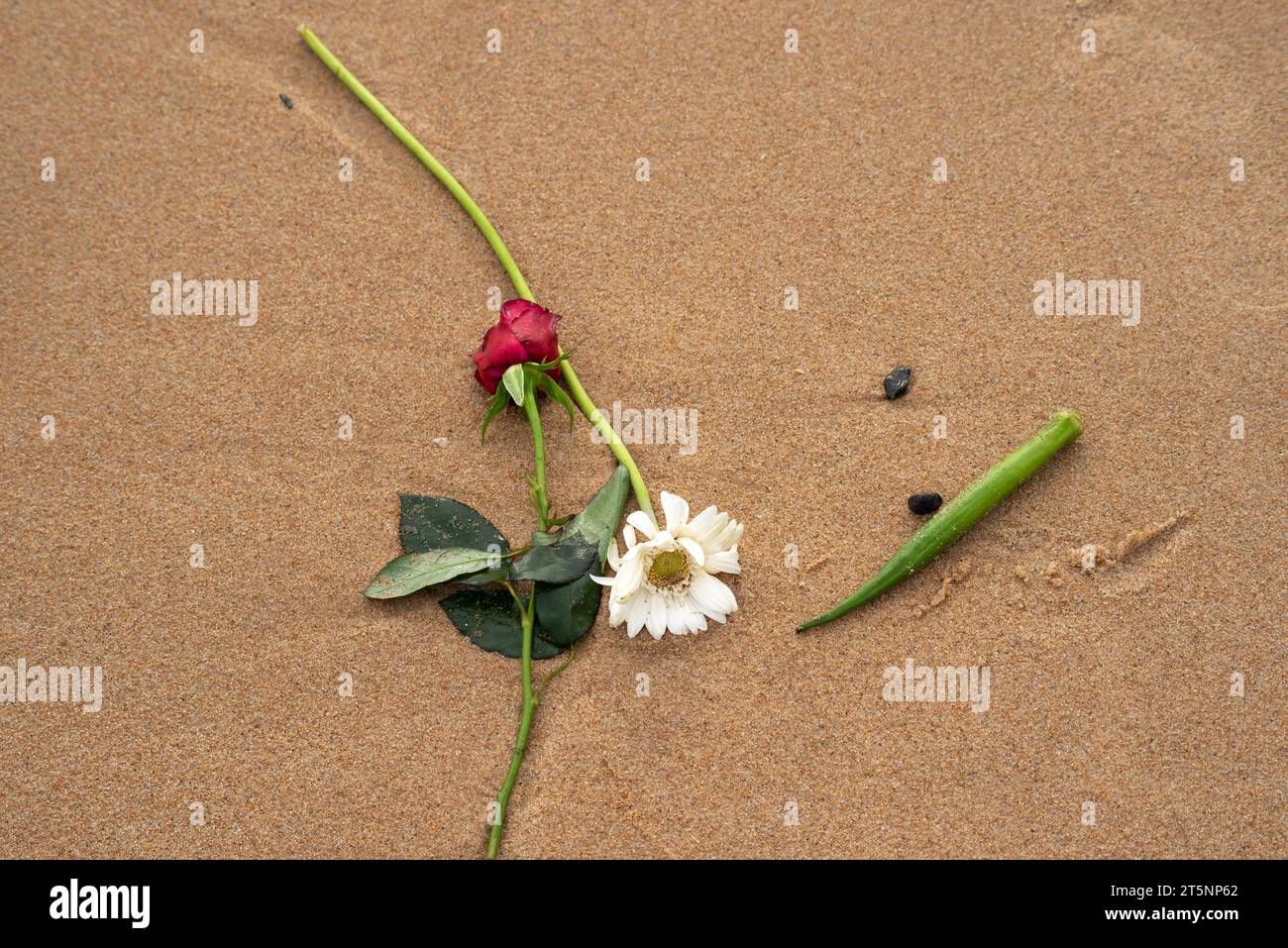Rose bouquet on sandy hi-res stock photography and images - Alamy