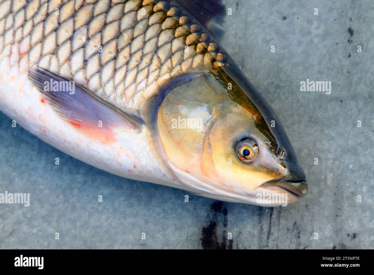 Live carp in a pool hi-res stock photography and images - Alamy