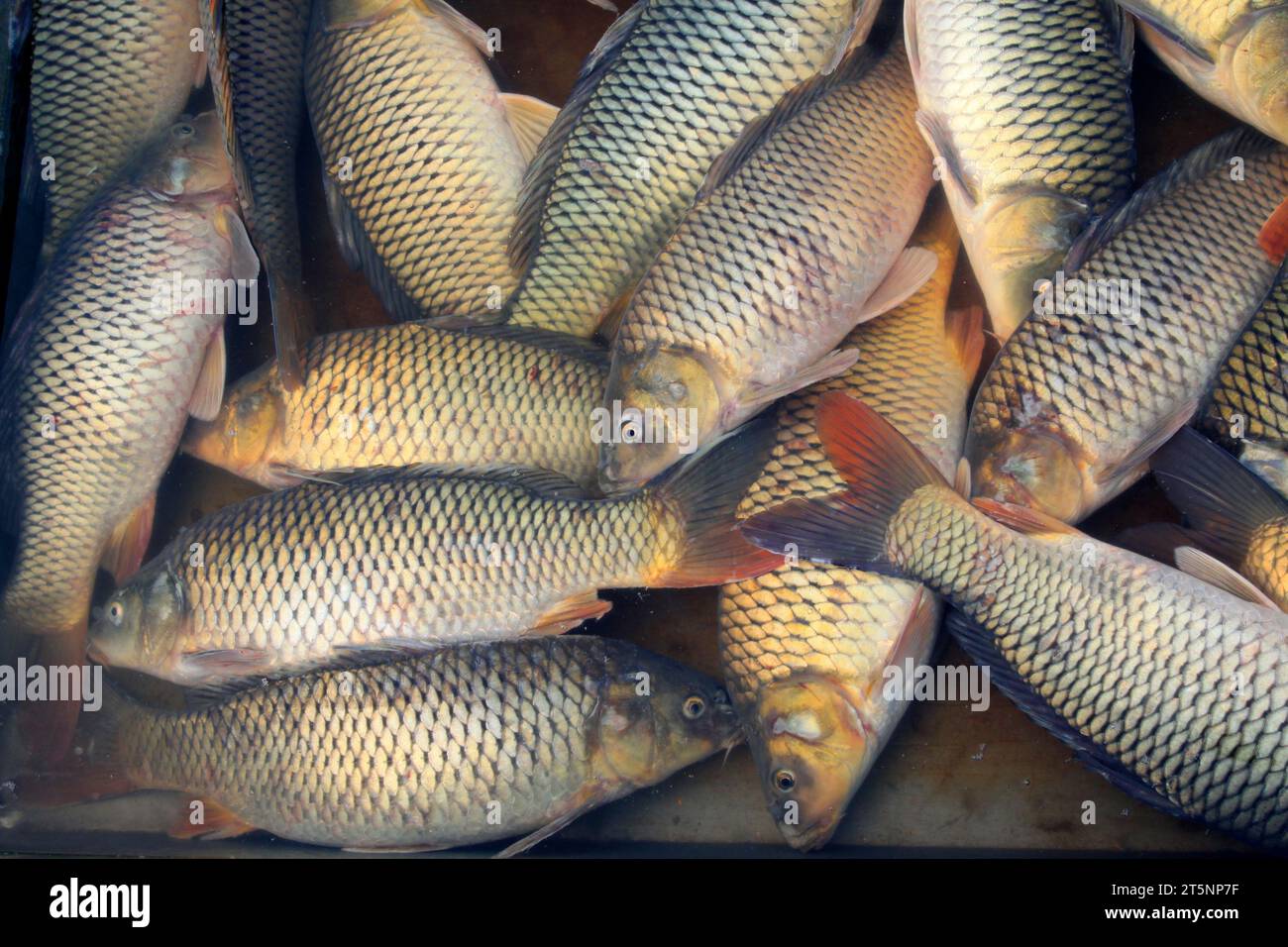 Live carp in a pool hi-res stock photography and images - Alamy