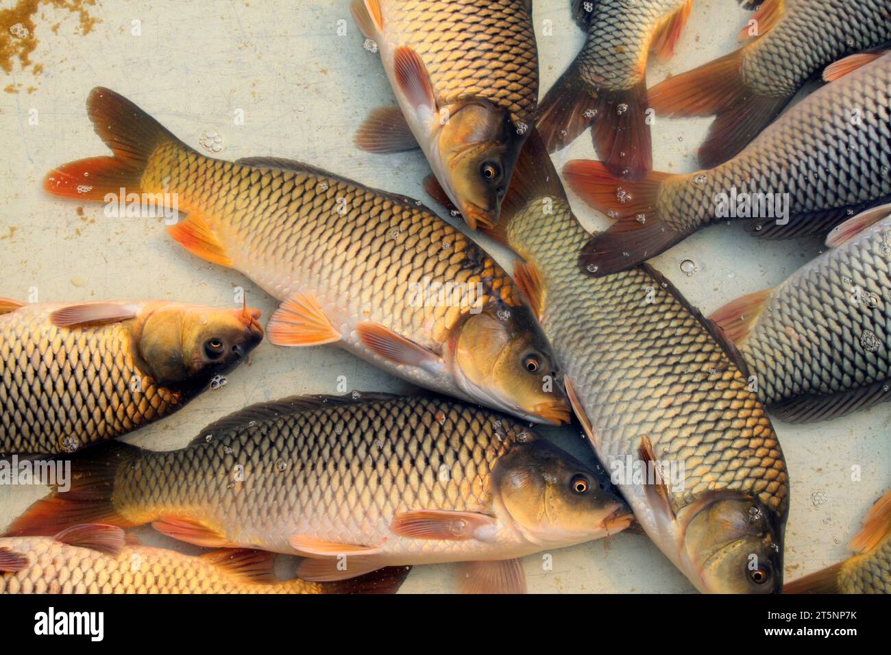 Live carp in a pool hi-res stock photography and images - Alamy