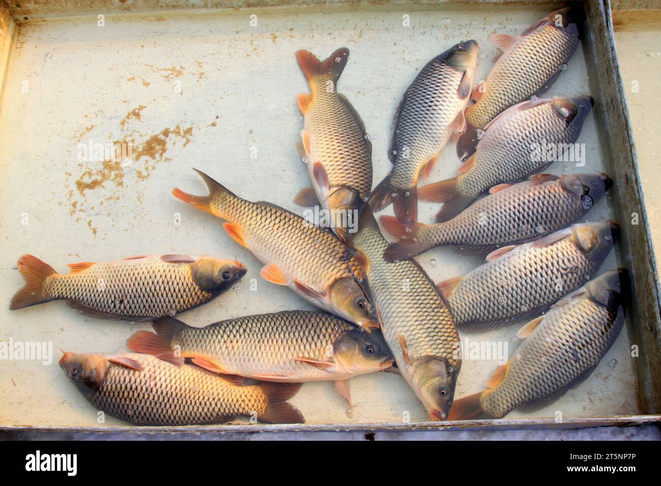 Live carp in a pool hi-res stock photography and images - Alamy