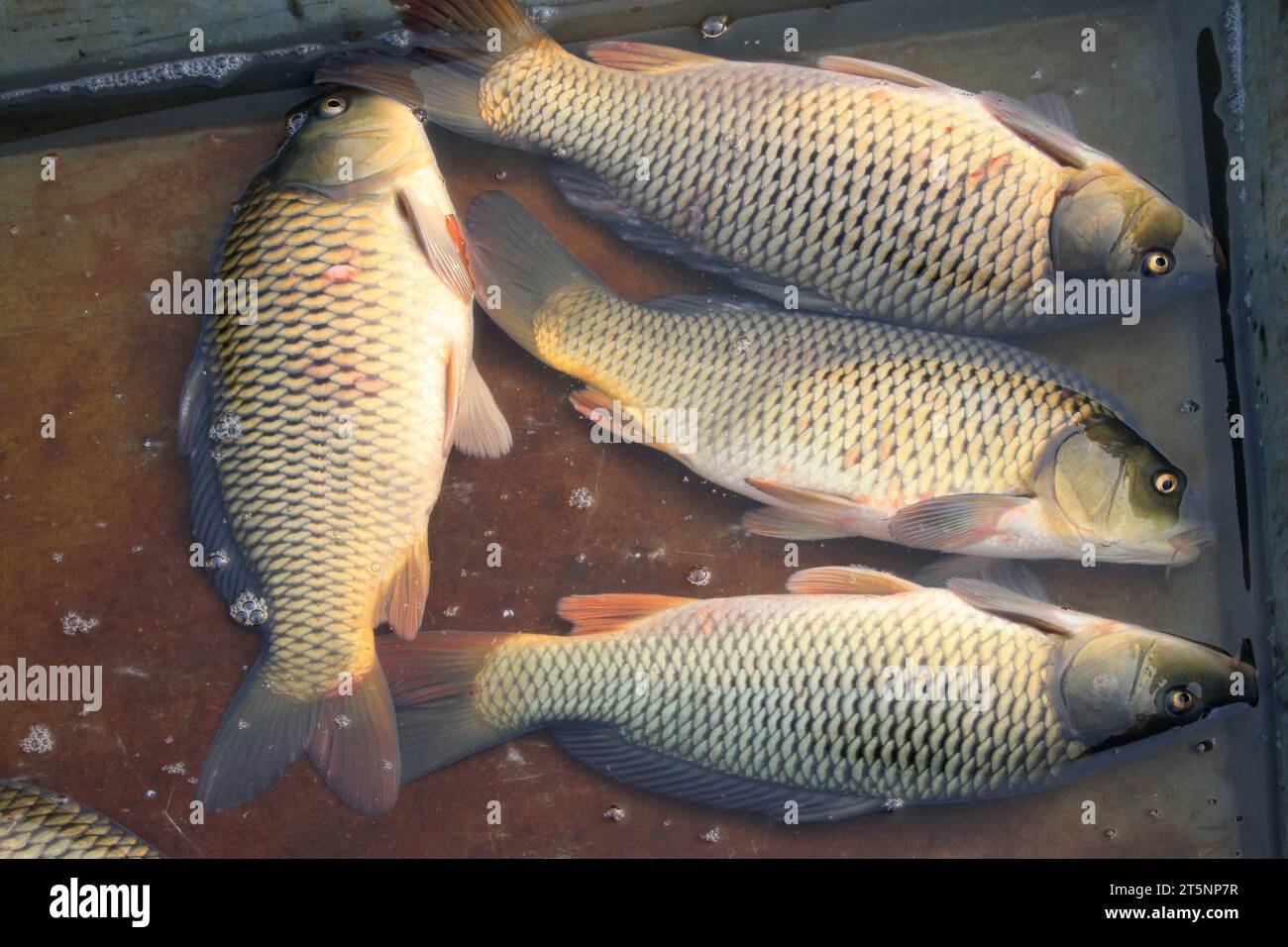 Live carp in a pool hi-res stock photography and images - Alamy