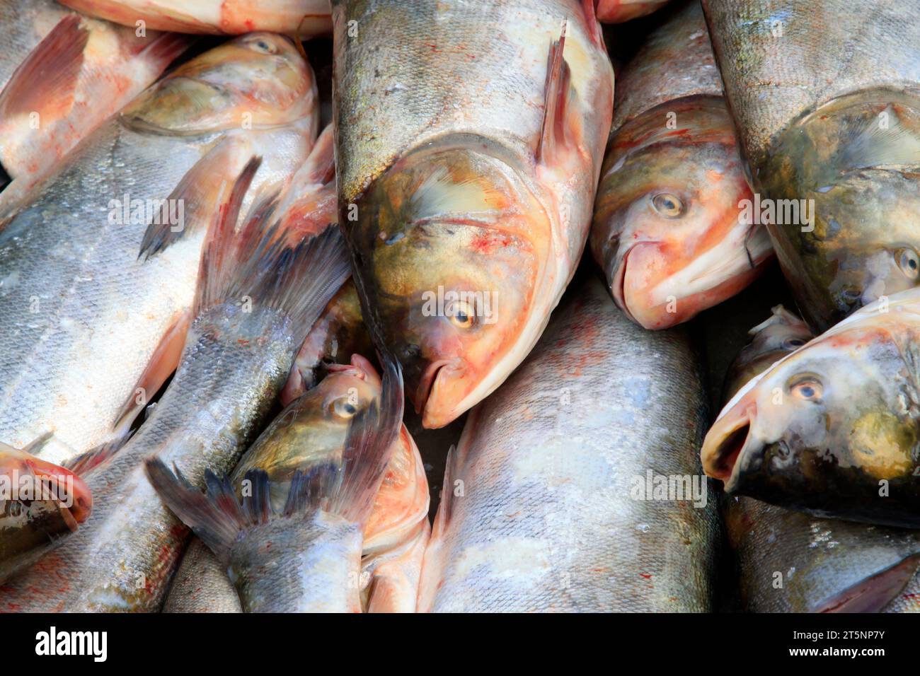 silver carp in a market, closeup of photo Stock Photo - Alamy