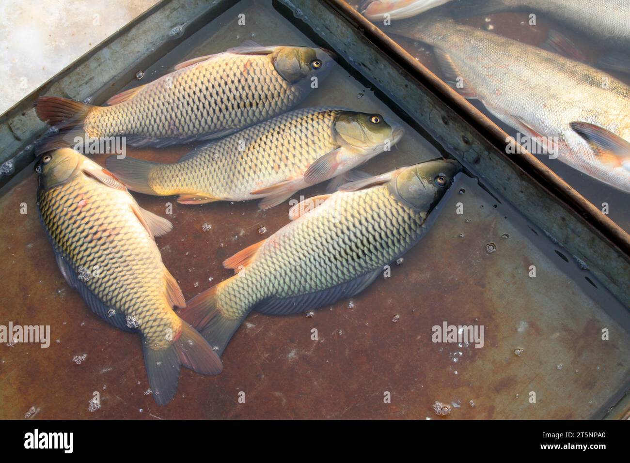 Live carp in a pool hi-res stock photography and images - Alamy