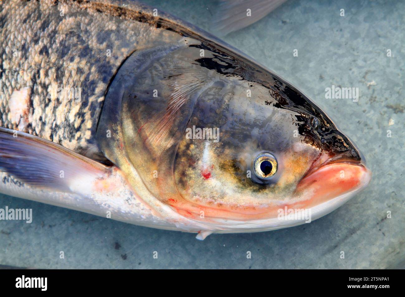 silver carp feature, closeup of photo Stock Photo - Alamy