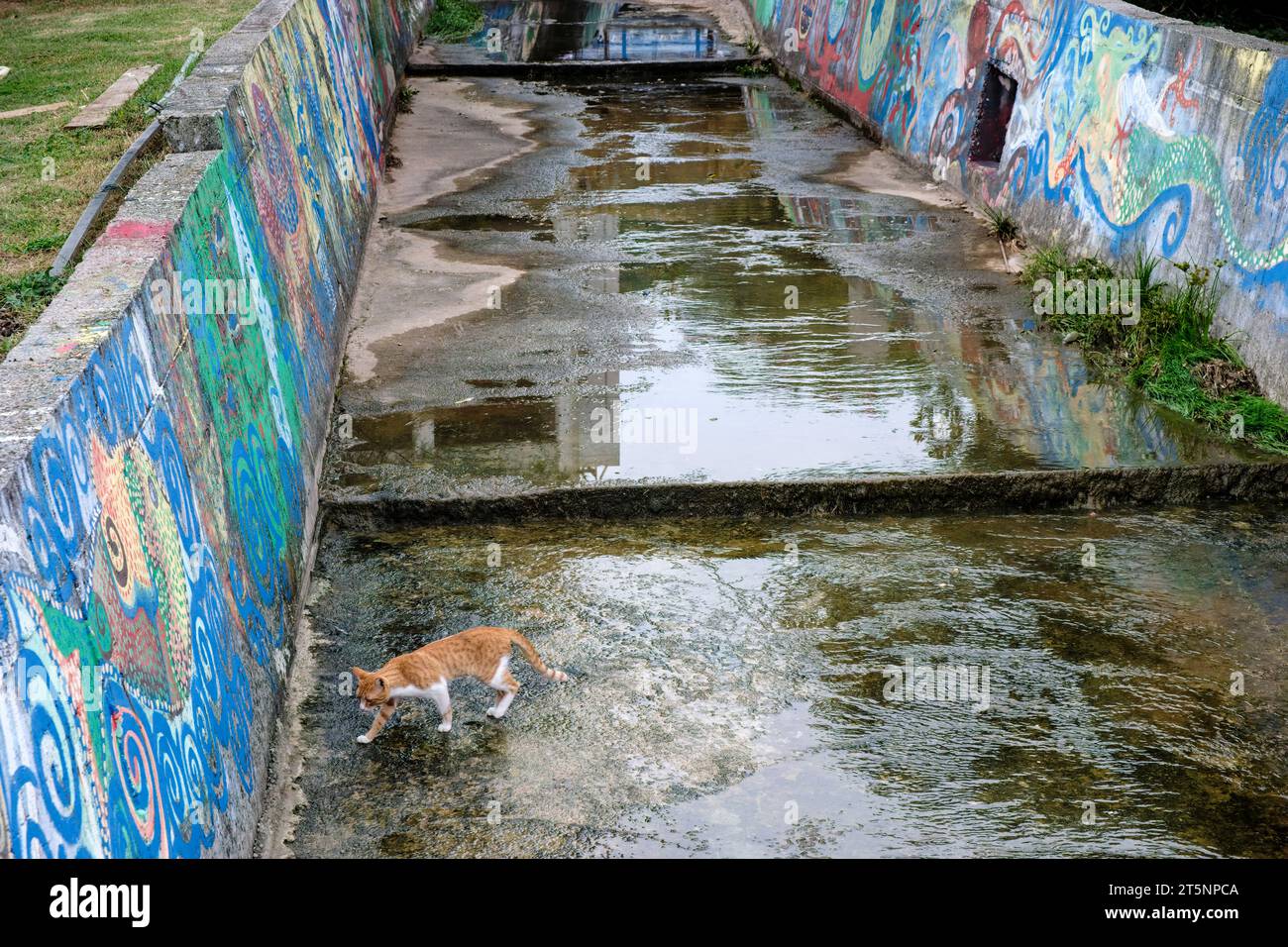 A stray cat crossing a storm drain in Budva, Montenegro Stock Photo - Alamy