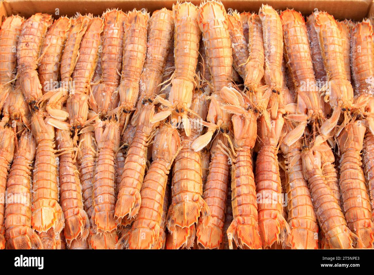 mantis shrimp, a kind of marine life, can be edible, delicious Stock ...