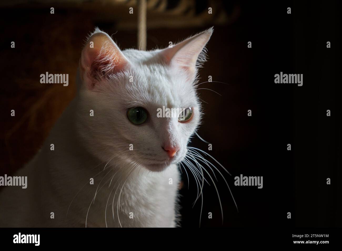 portrait of a white furry cats head and whiskers indoors with a dark ...