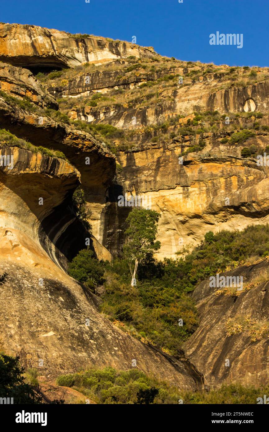 A single Yellowwood, seemingly small against the tall sandstone cliff ...