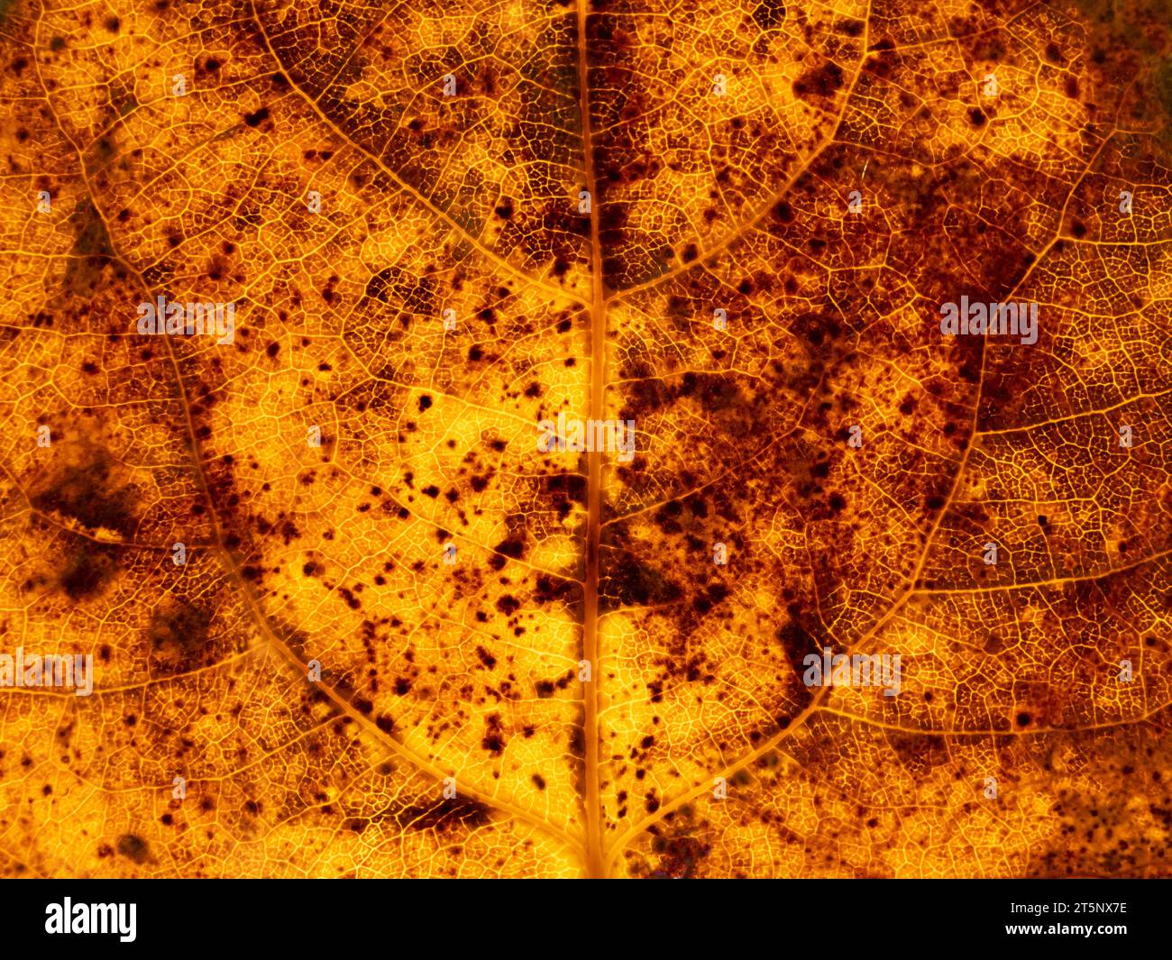 Autumn bright yellow spotted translucent poplar leaf texture with veins ...