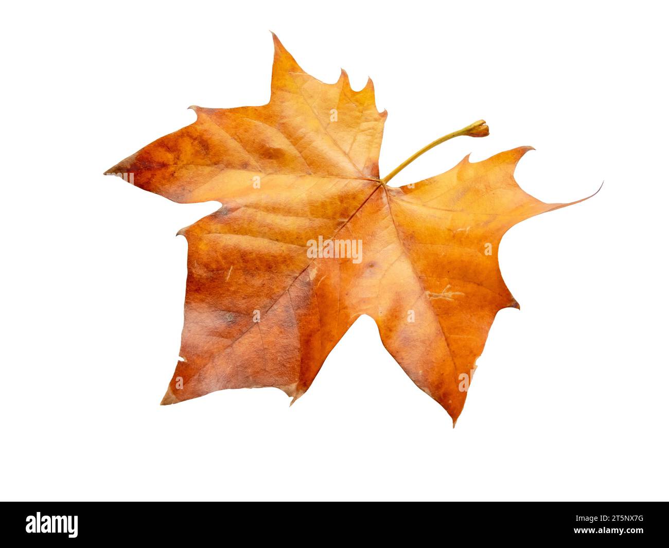 Plane tree autumn dry brown leaf isolated on white background. Platanus ...