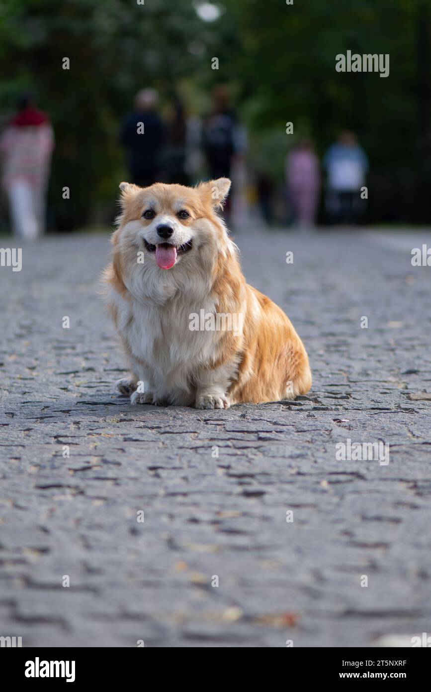 Adorable Red Welsh Corgi Pembroke Posing in a Autumnal park during ...