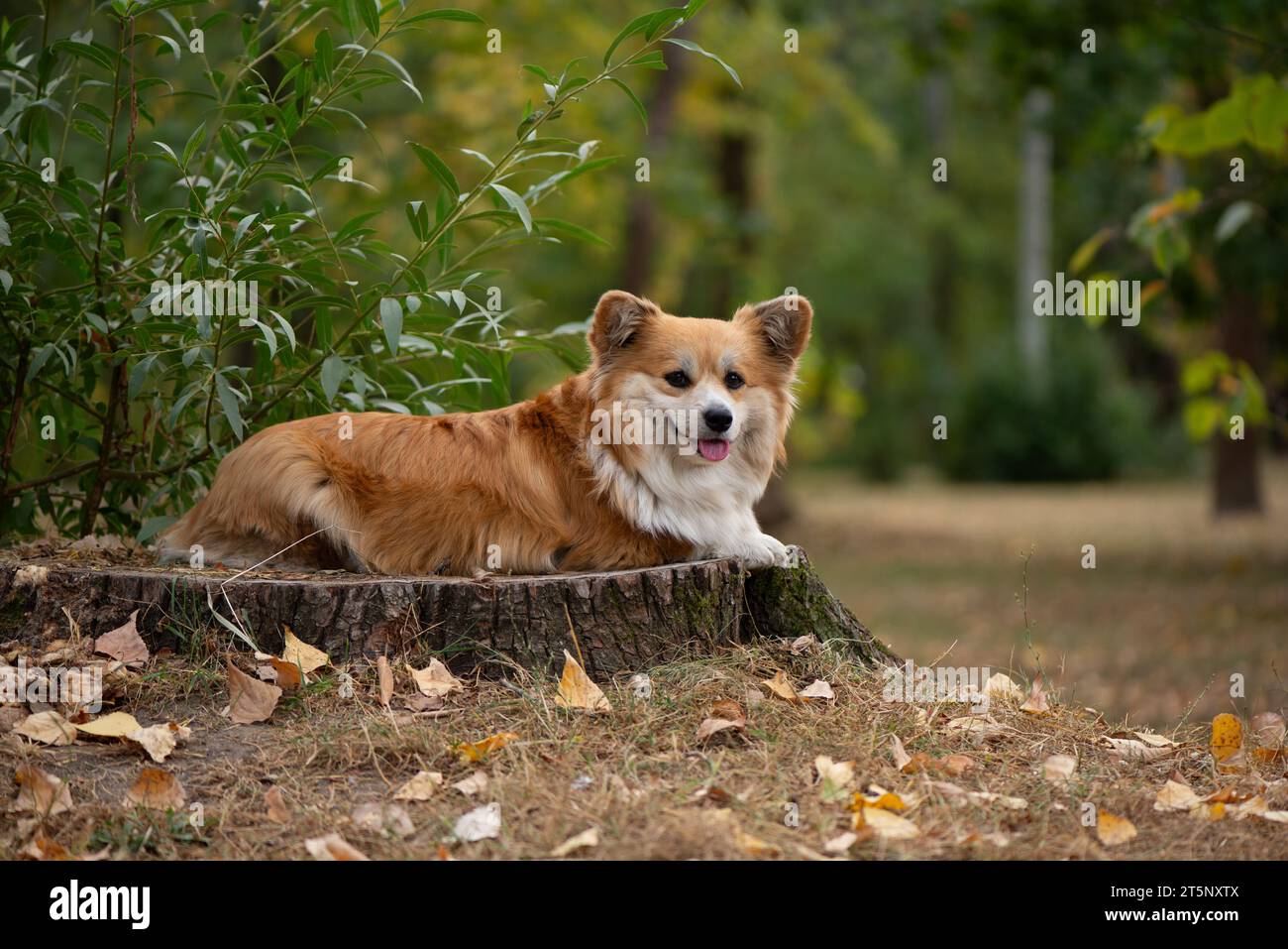 Adorable Red Welsh Corgi Pembroke Posing in a Autumnal park during ...