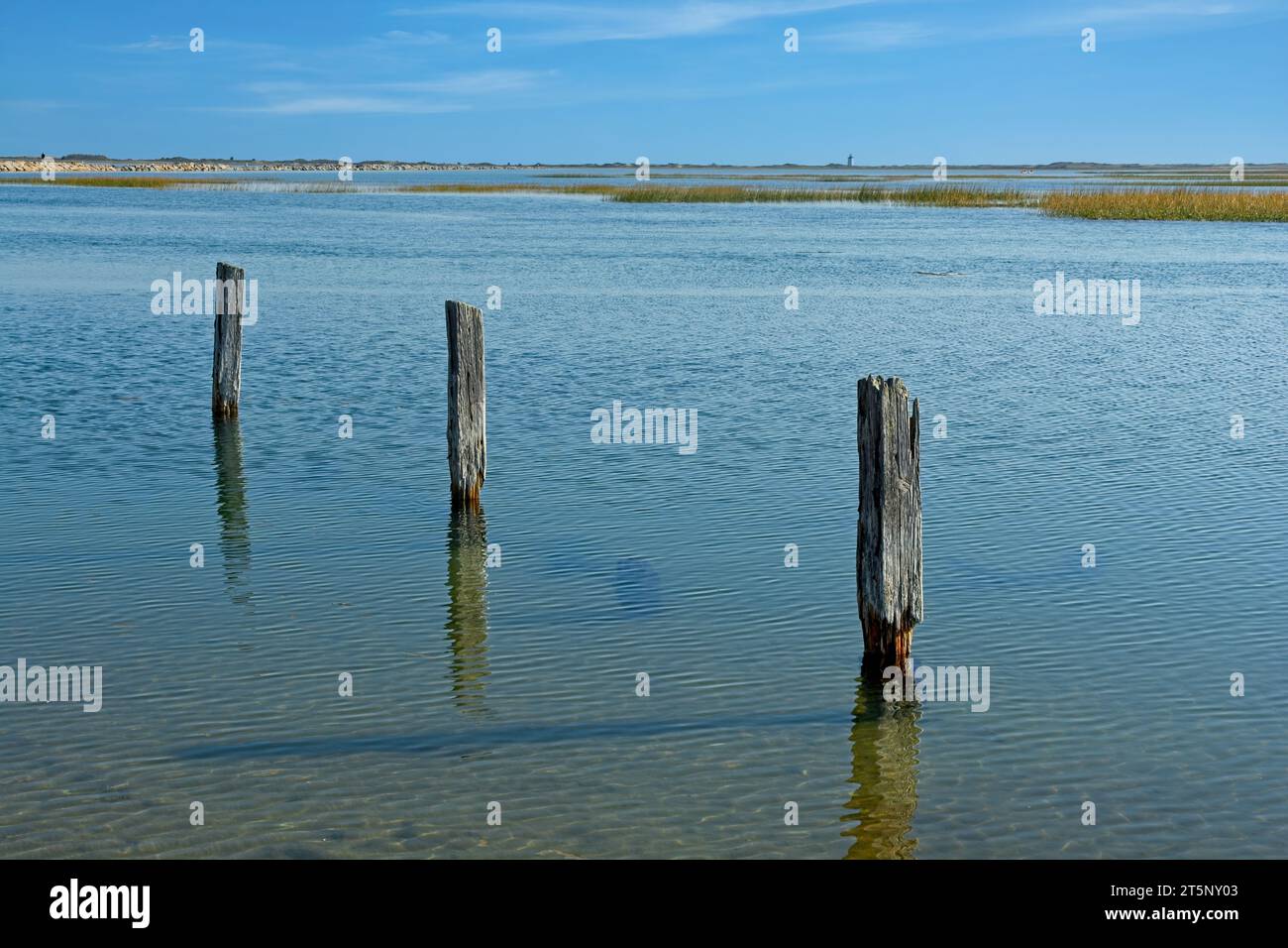 Row of weathered wooden posts and shadows in salt marsh shallow water ...