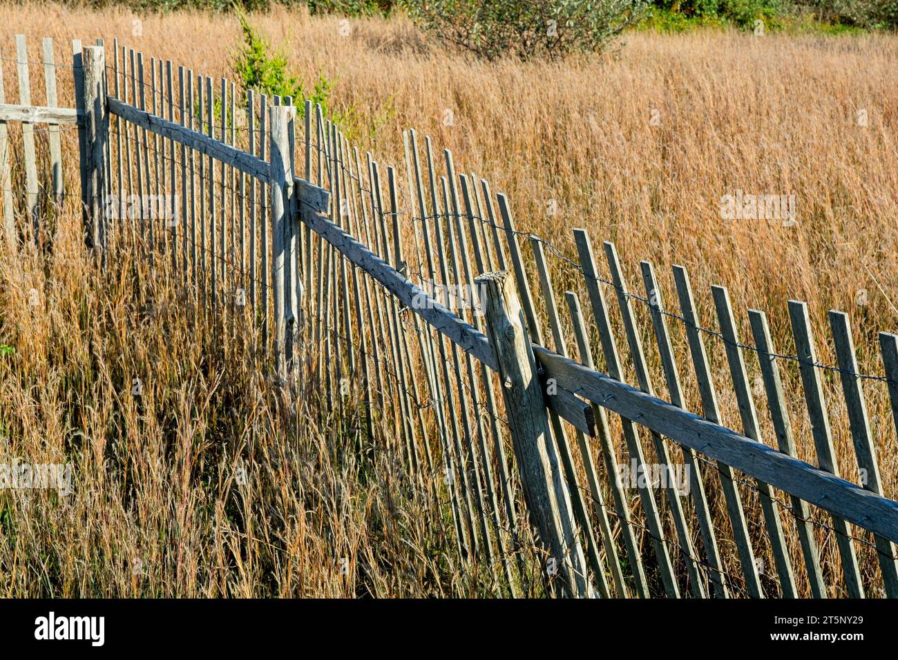 Sand fence low autumn side light on grassy approach to bluff at Cape ...
