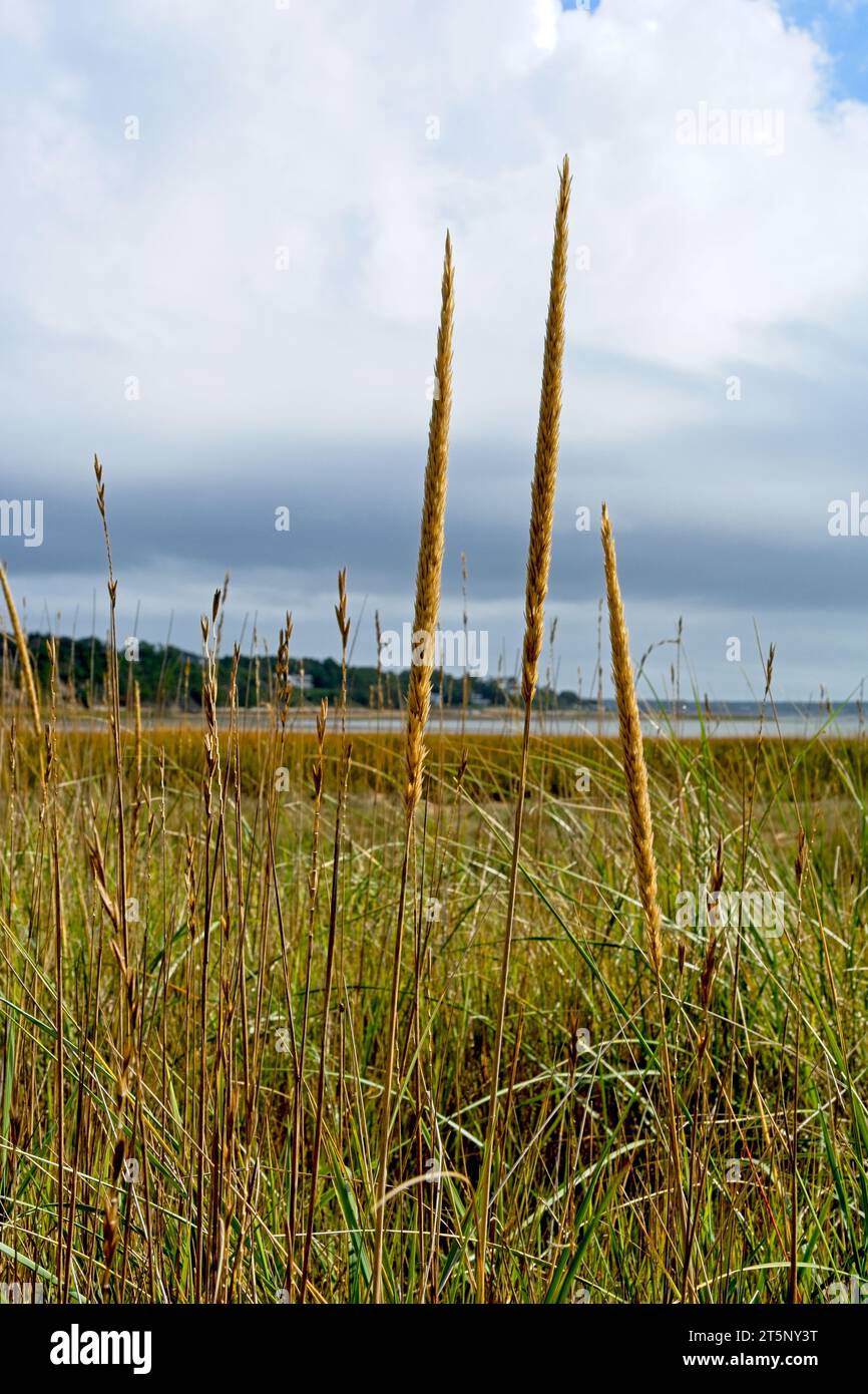 Marsh grass cape cod hi-res stock photography and images - Alamy