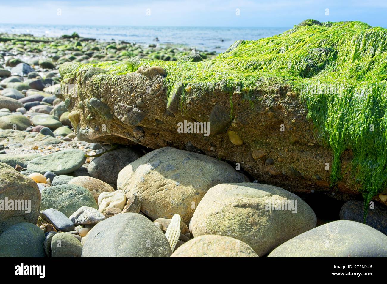 Green algae coat surf worn stones on Cape Cod Bay beach under bright ...