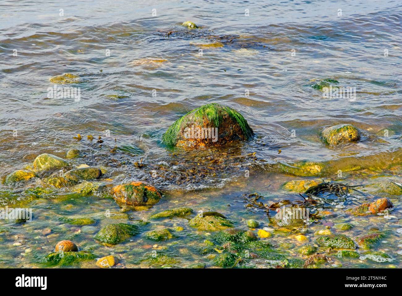 Brightly colored green algae coated stones at surf edge on Cape Cod Bay ...