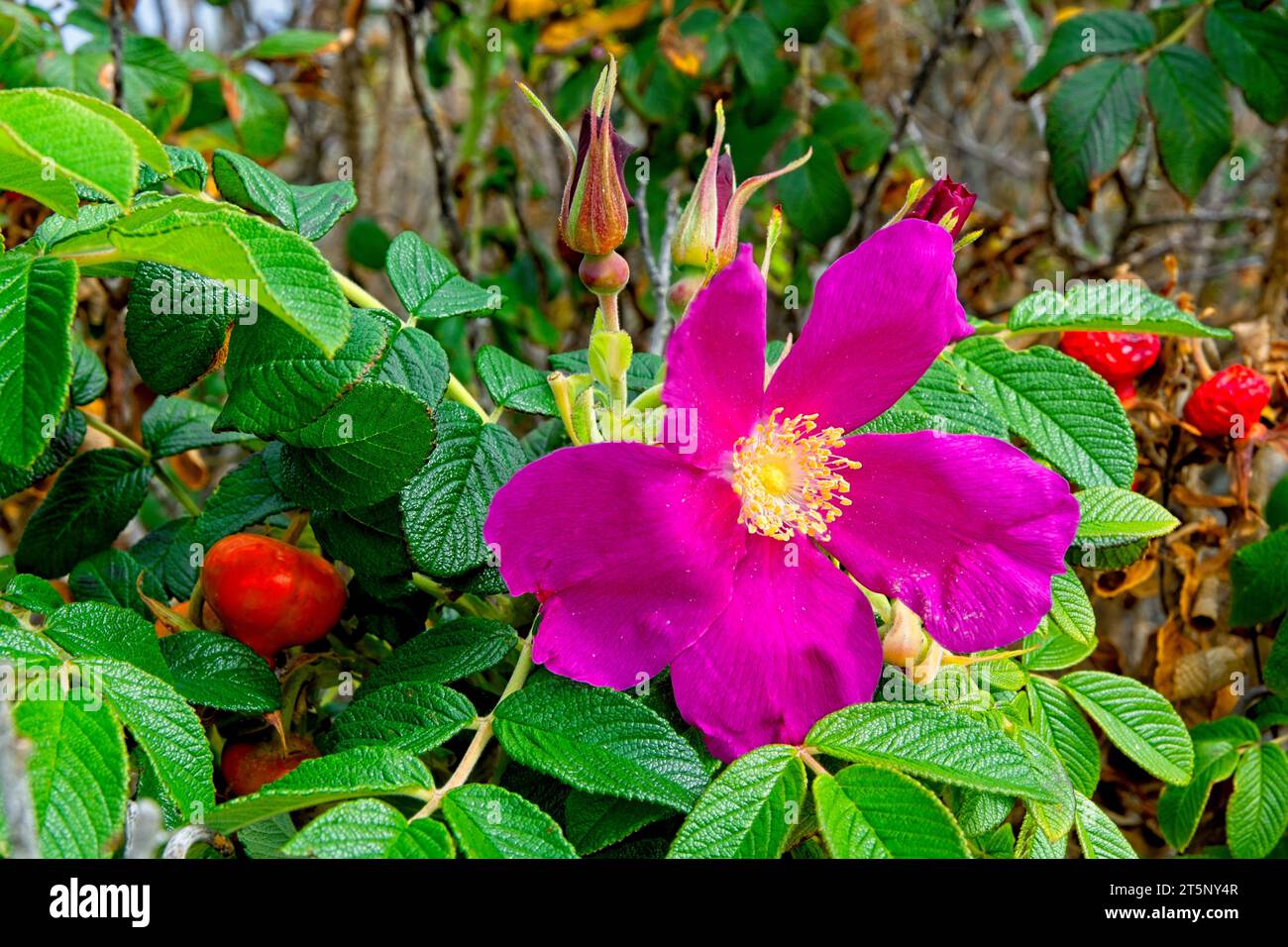 Rugosa rose hips hi-res stock photography and images - Alamy
