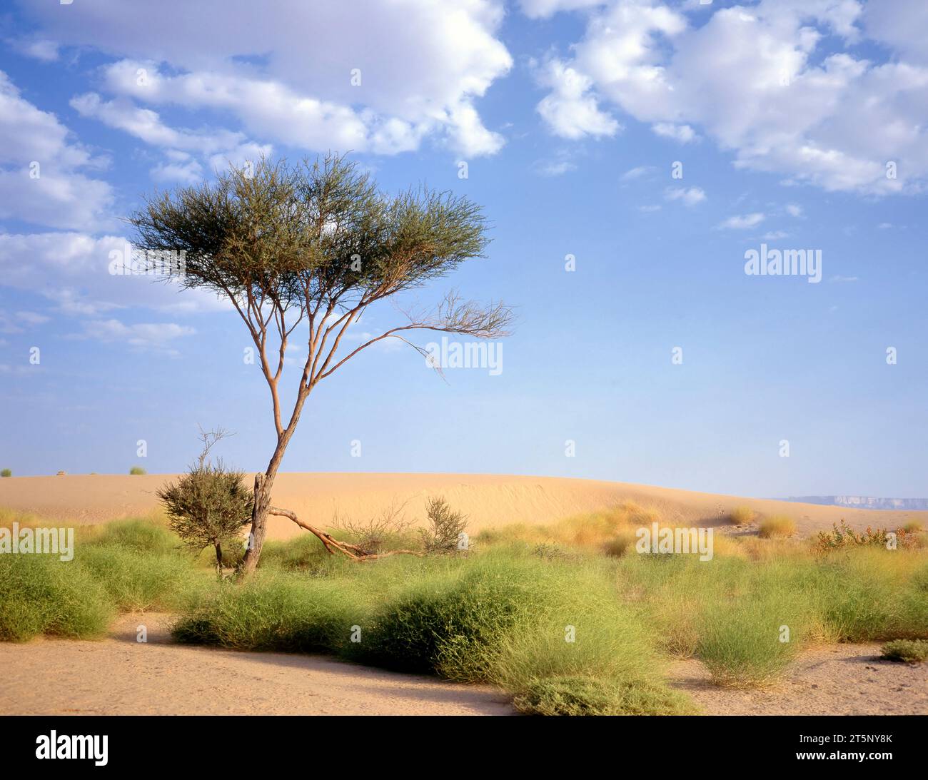 Tree at an oasis between Marib and Seyun at the Arab desert in Yemen ...