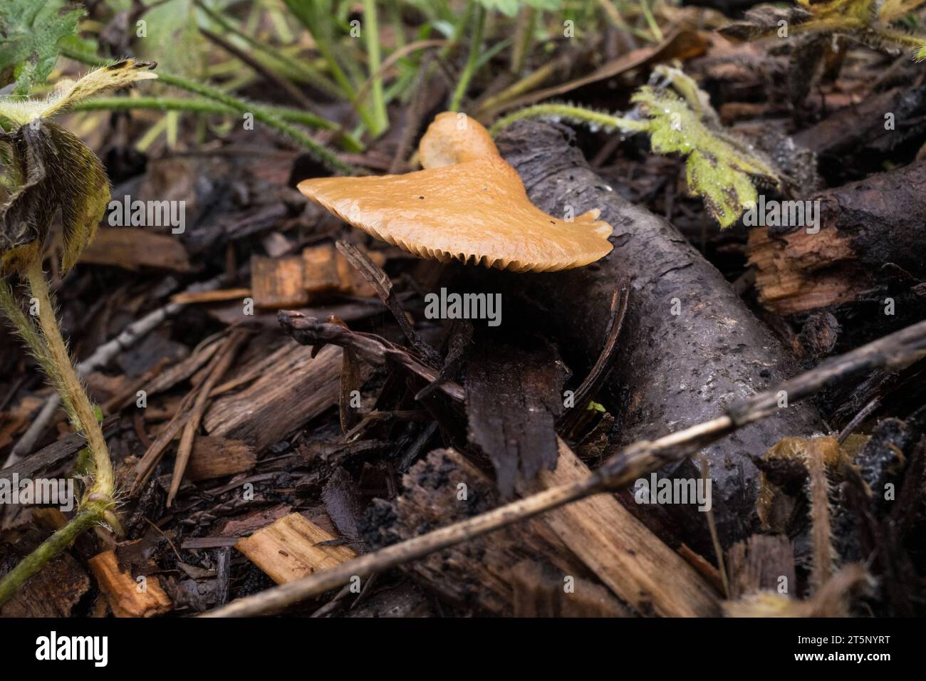 Seattle, USA. 5th Nov, 2023. Wild mushrooms of the PNW Stock Photo - Alamy