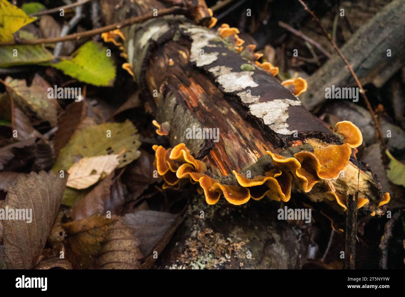 Seattle, USA. 5th Nov, 2023. Wild mushrooms of the PNW Stock Photo - Alamy