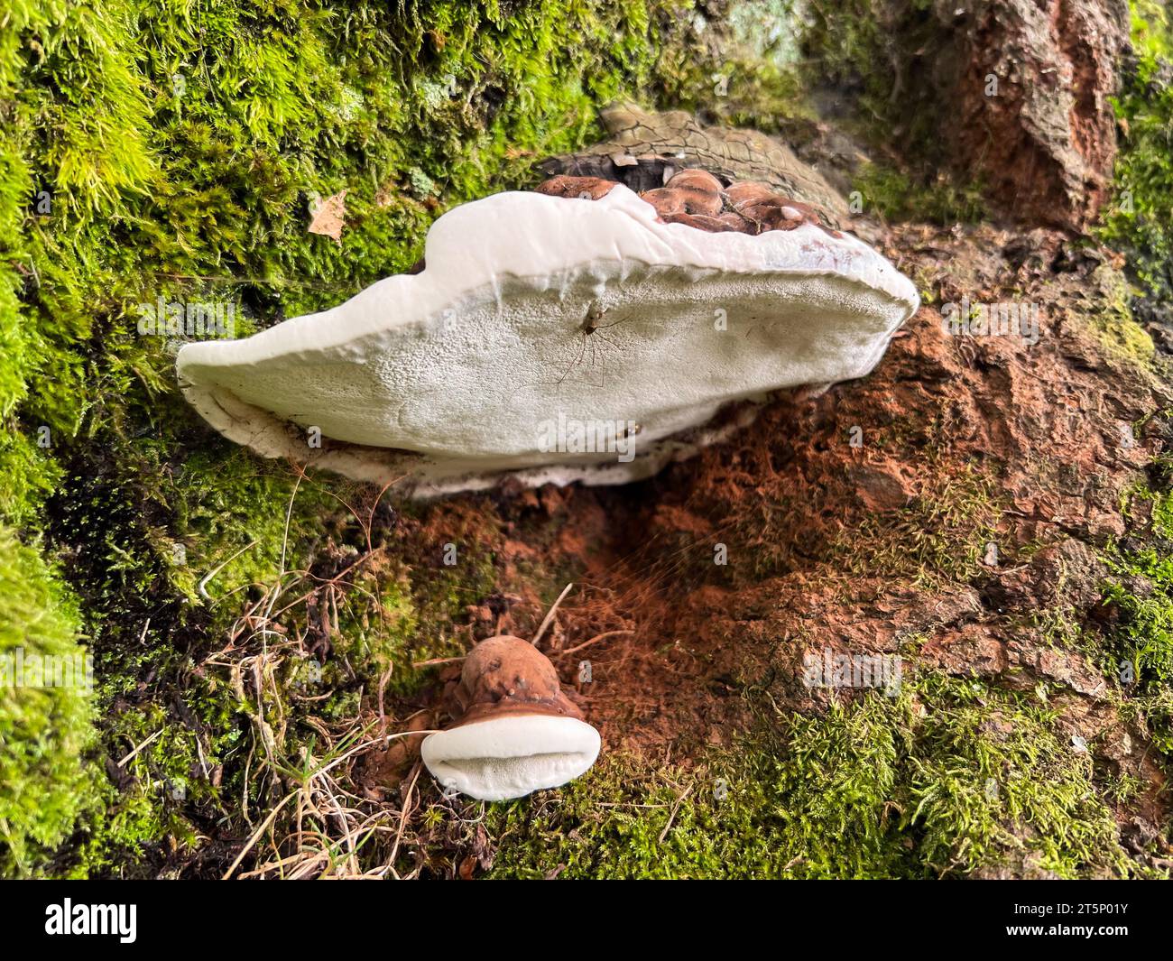 Seattle, USA. 12th Oct, 2023. Wild mushrooms of the PNW Stock Photo - Alamy