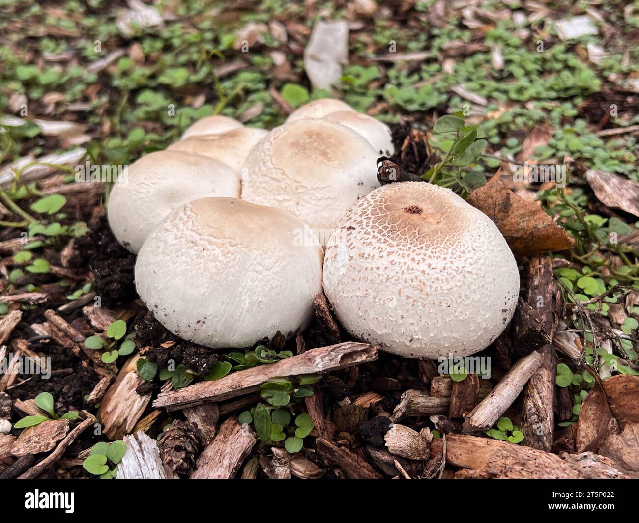 Seattle, USA. 12th Oct, 2023. Wild mushrooms of the PNW Stock Photo - Alamy