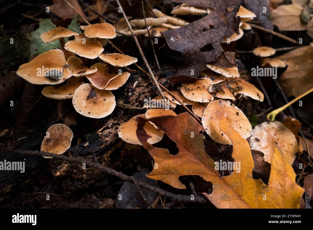Seattle, USA. 17th Oct, 2023. Wild mushrooms of the PNW Stock Photo - Alamy