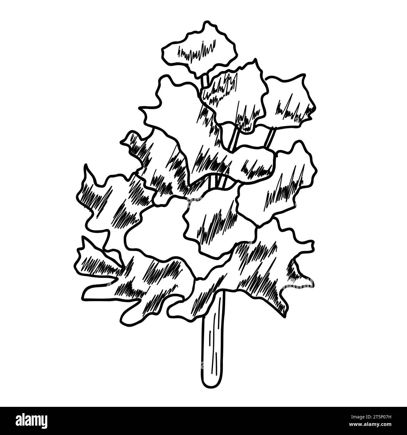 forest Tree line. set of graphics trees elements outline symbol for ...