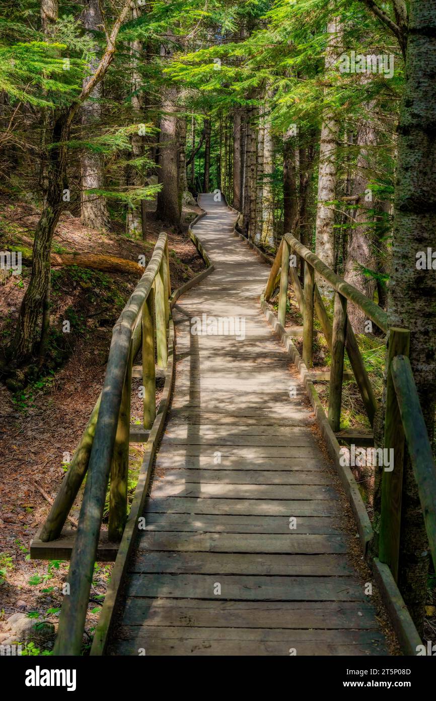 Wooden bridge pathway among pine forest Stock Photo - Alamy