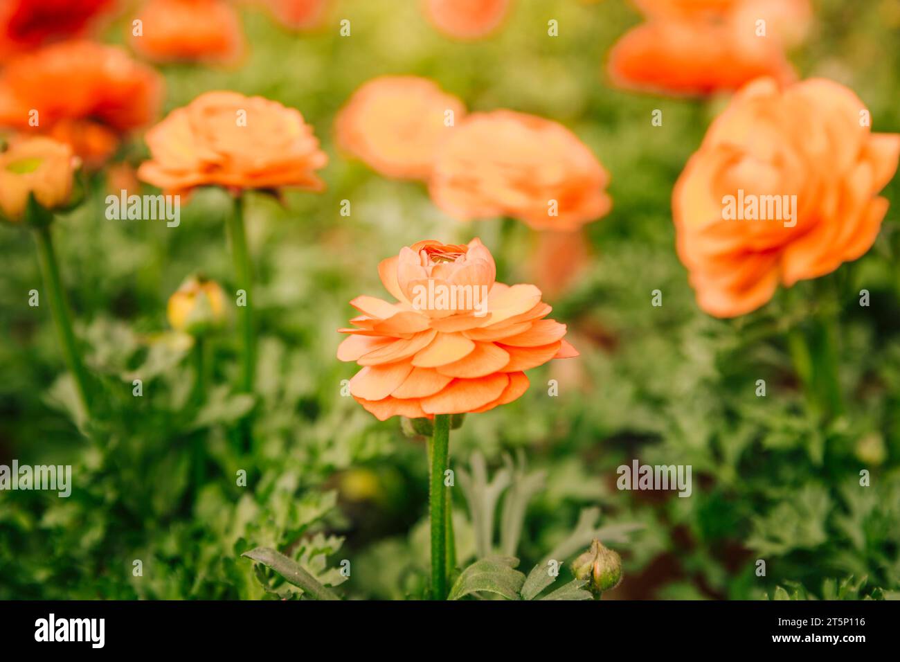 Orange persian buttercup flower field hi-res stock photography and ...
