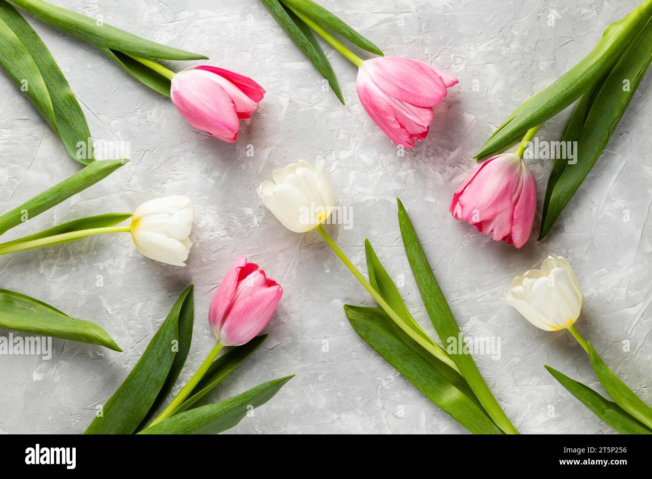 Top view tulip collection 2 Stock Photo - Alamy